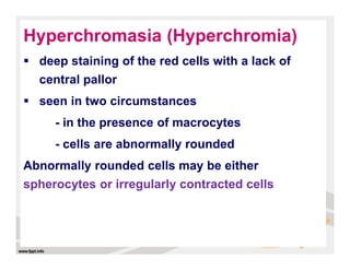 Blood film examination | PDF | Blood Disorders | Diseases and Conditions