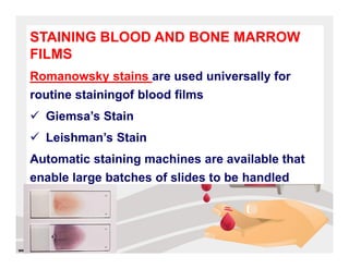 Blood film examination | PDF