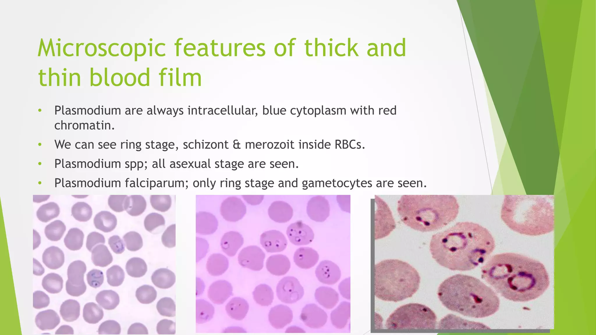 Blood film for malaria | PPTX