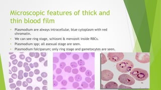 Blood film for malaria | PPT
