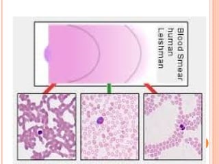 Blood Film Preparation and Staining preparation | PPTX