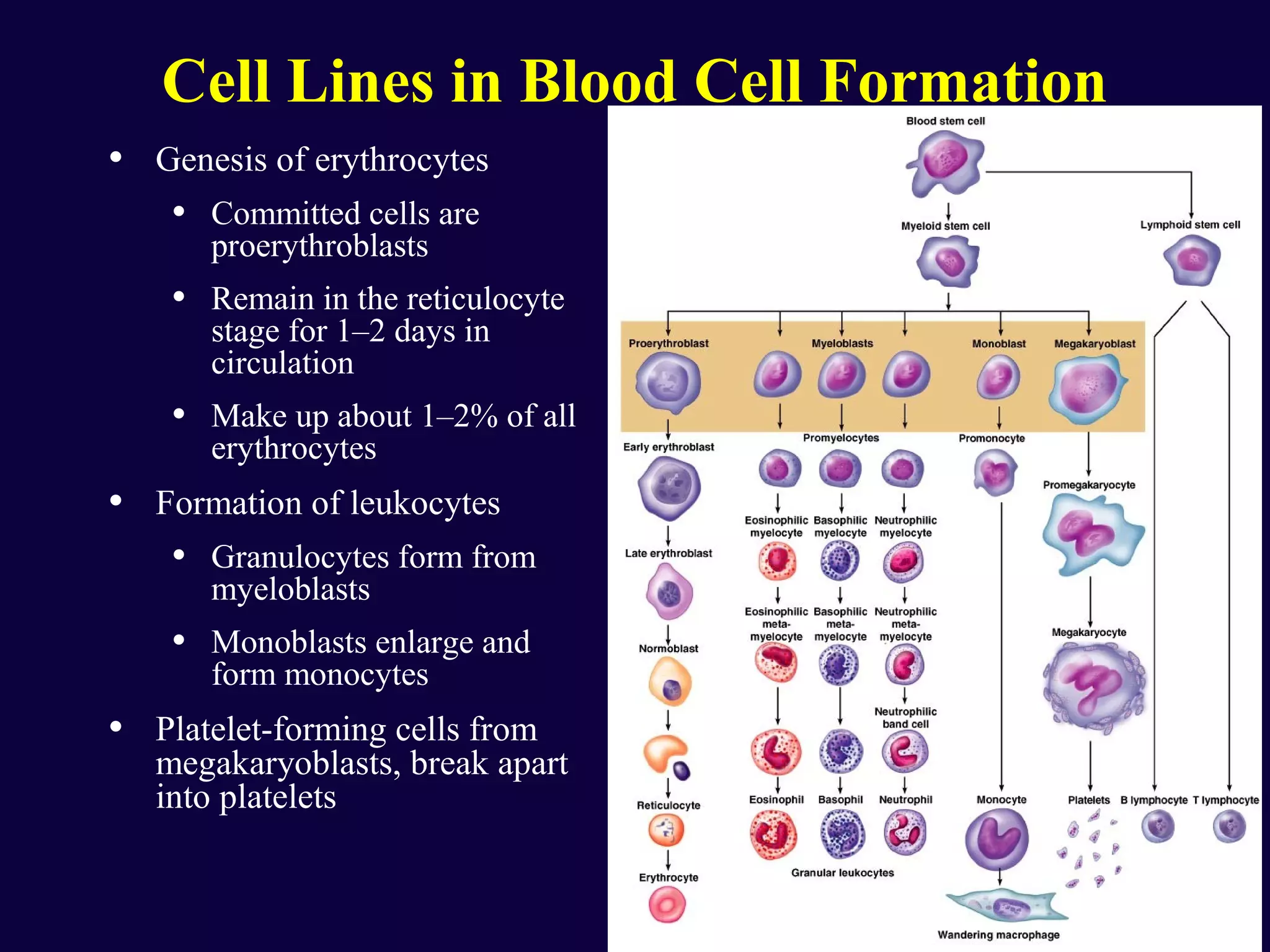 Blood formation and composition | PPT