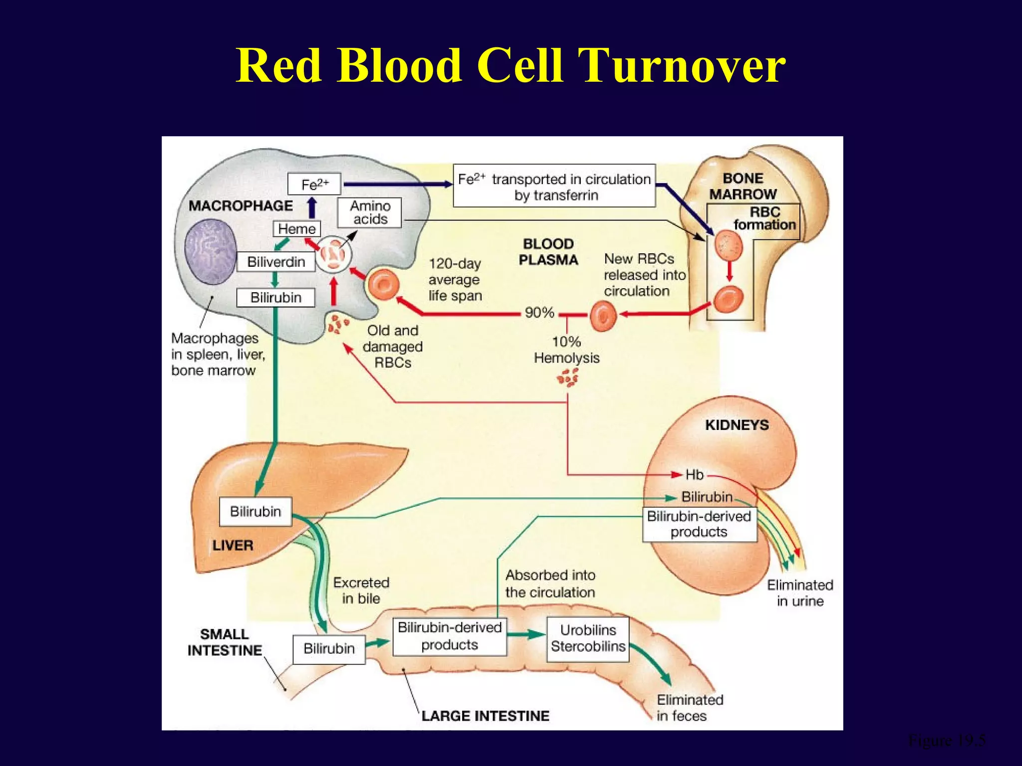 Blood formation and composition | PPT