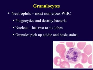 Blood formation and composition | PPT