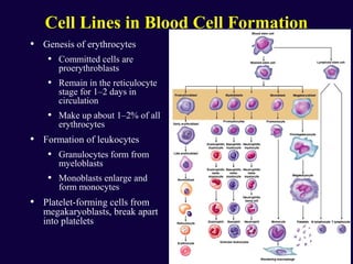 Blood Formation And Composition PPT