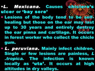 Blood flagellates or haemoflagellates | PPT