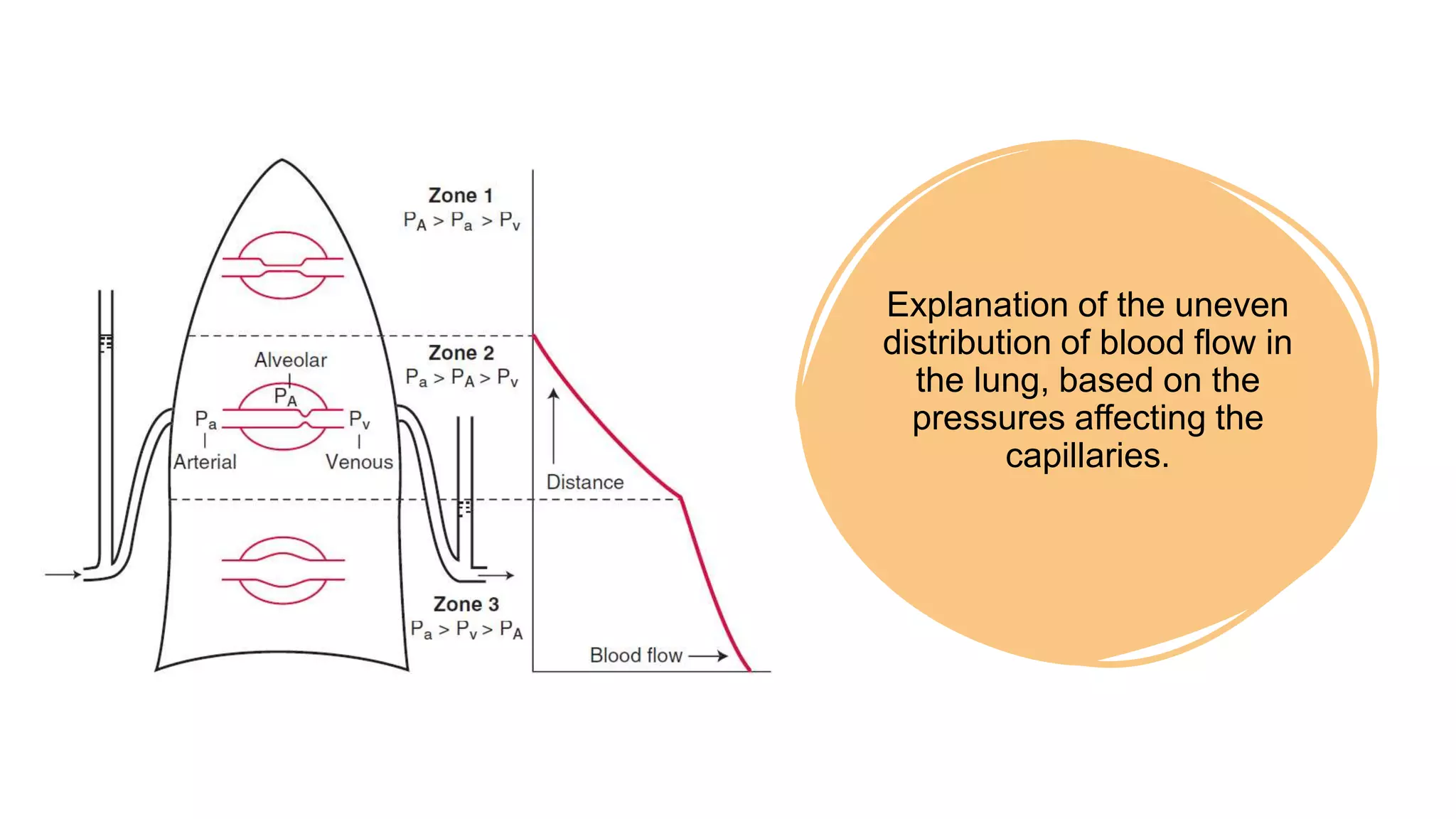 Blood Flow and Metabolism.pptx