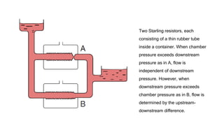 Blood Flow and Metabolism.pptx