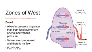 Blood Flow and Metabolism.pptx