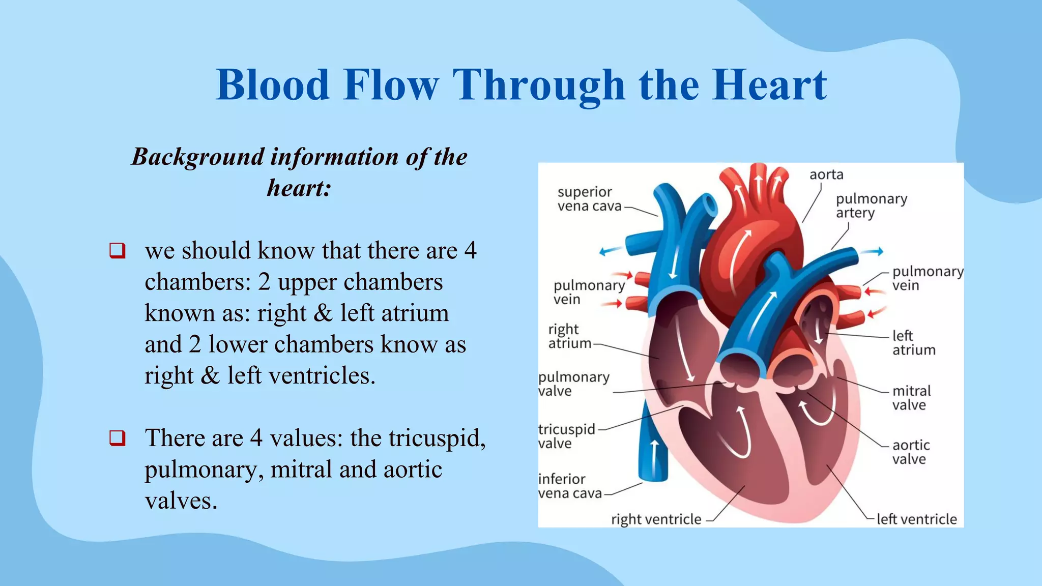 Blood Flow of the heart | PDF