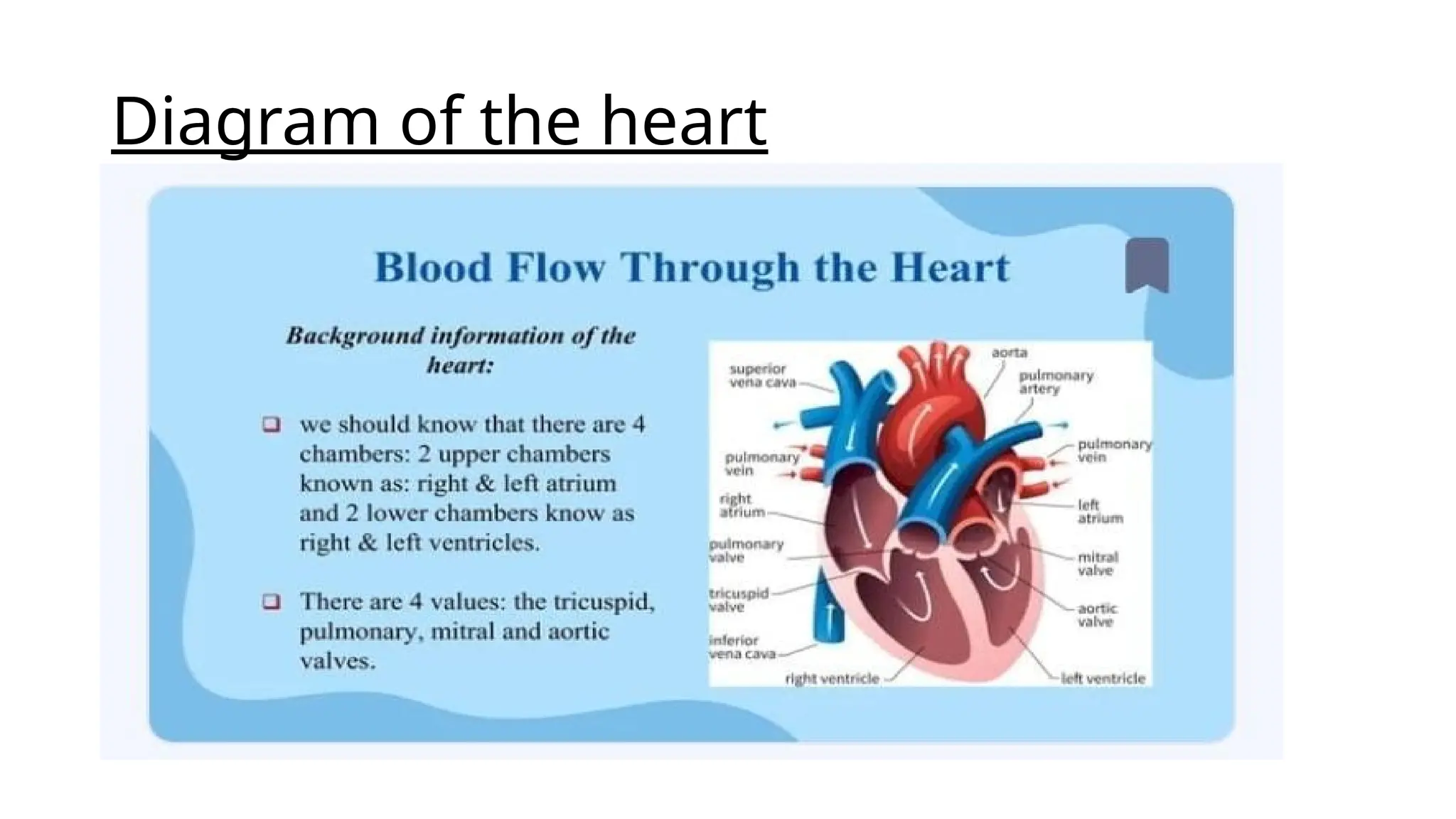 Blood flow through the heart presentation | PPTX