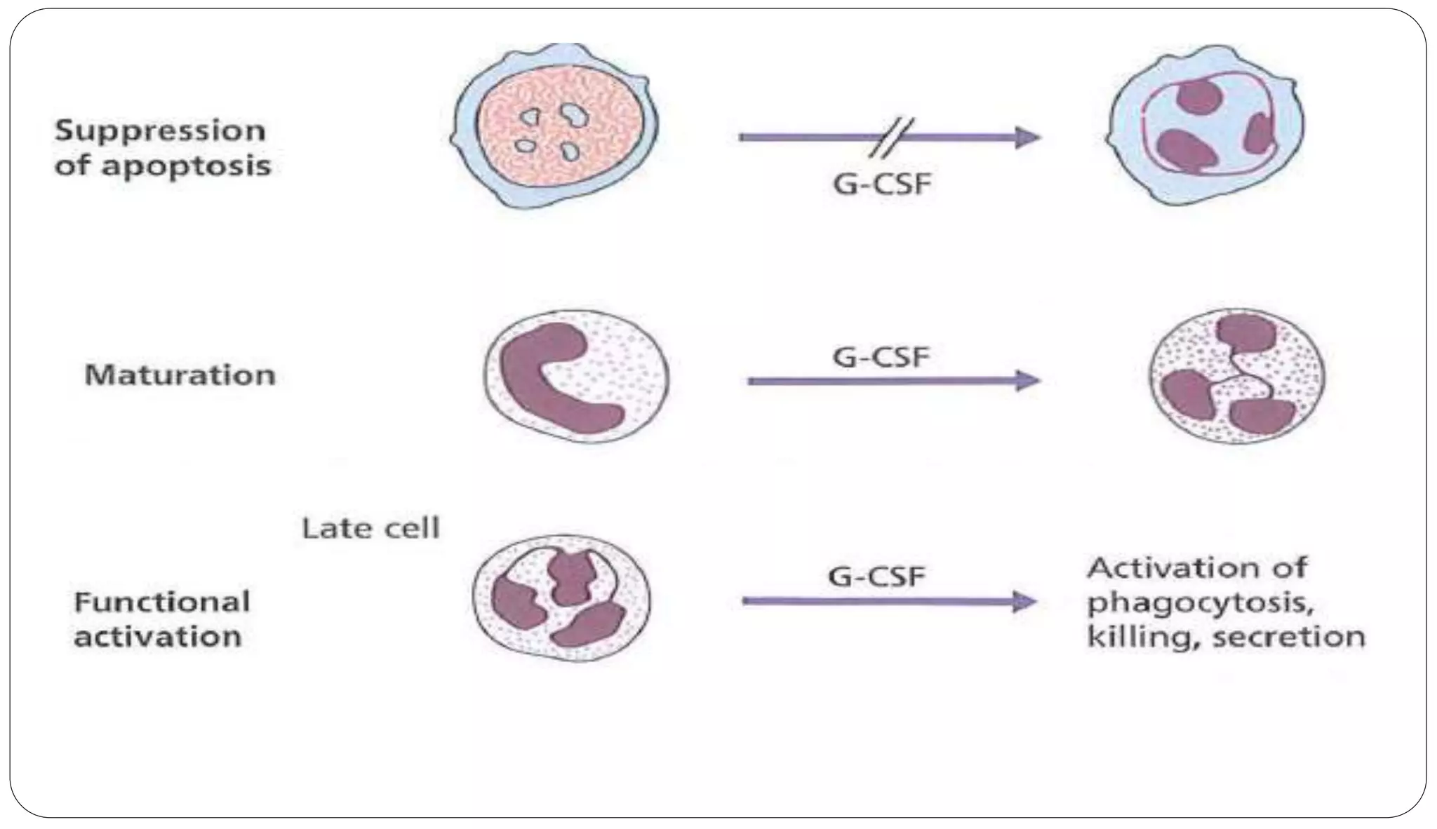 Blood forming organs and Hematopoiesis.ppt