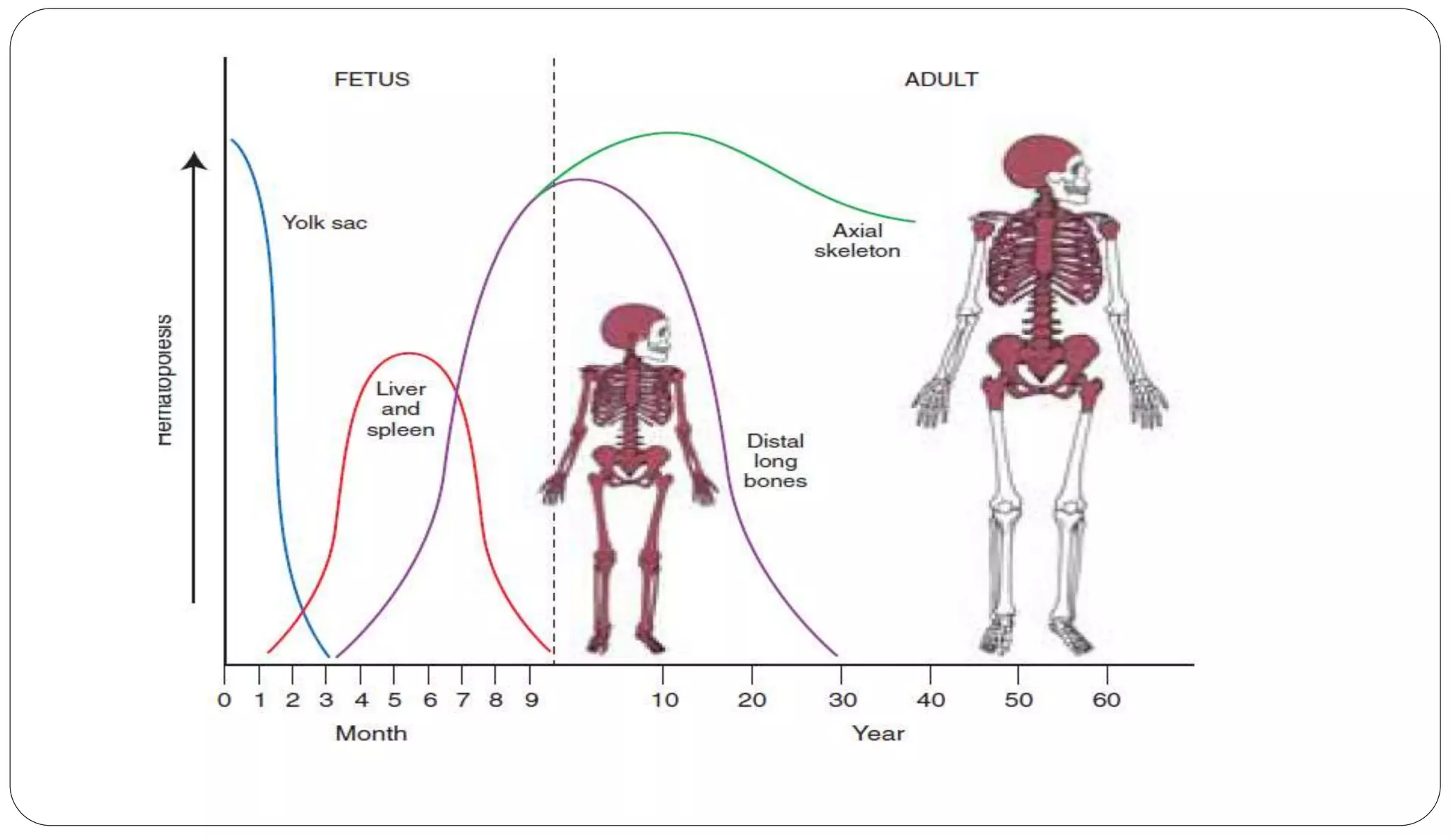 Blood forming organs and Hematopoiesis.ppt