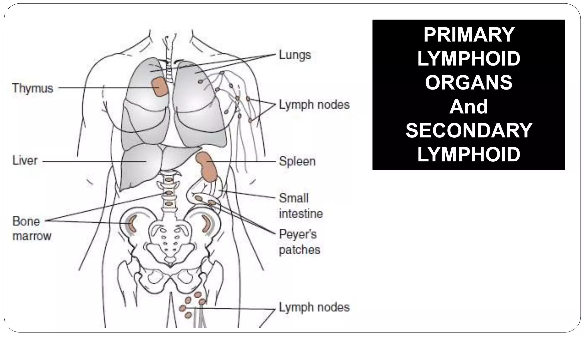 Blood forming organs and Hematopoiesis.ppt