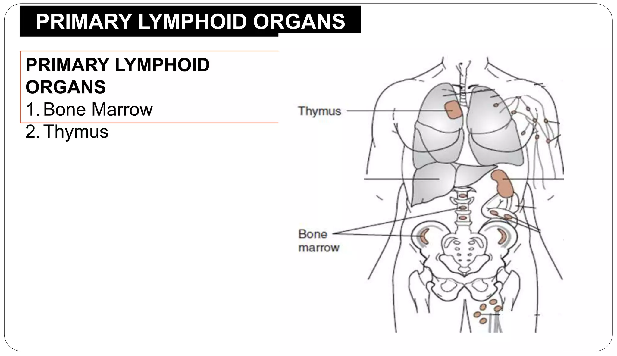Blood forming organs and Hematopoiesis.ppt