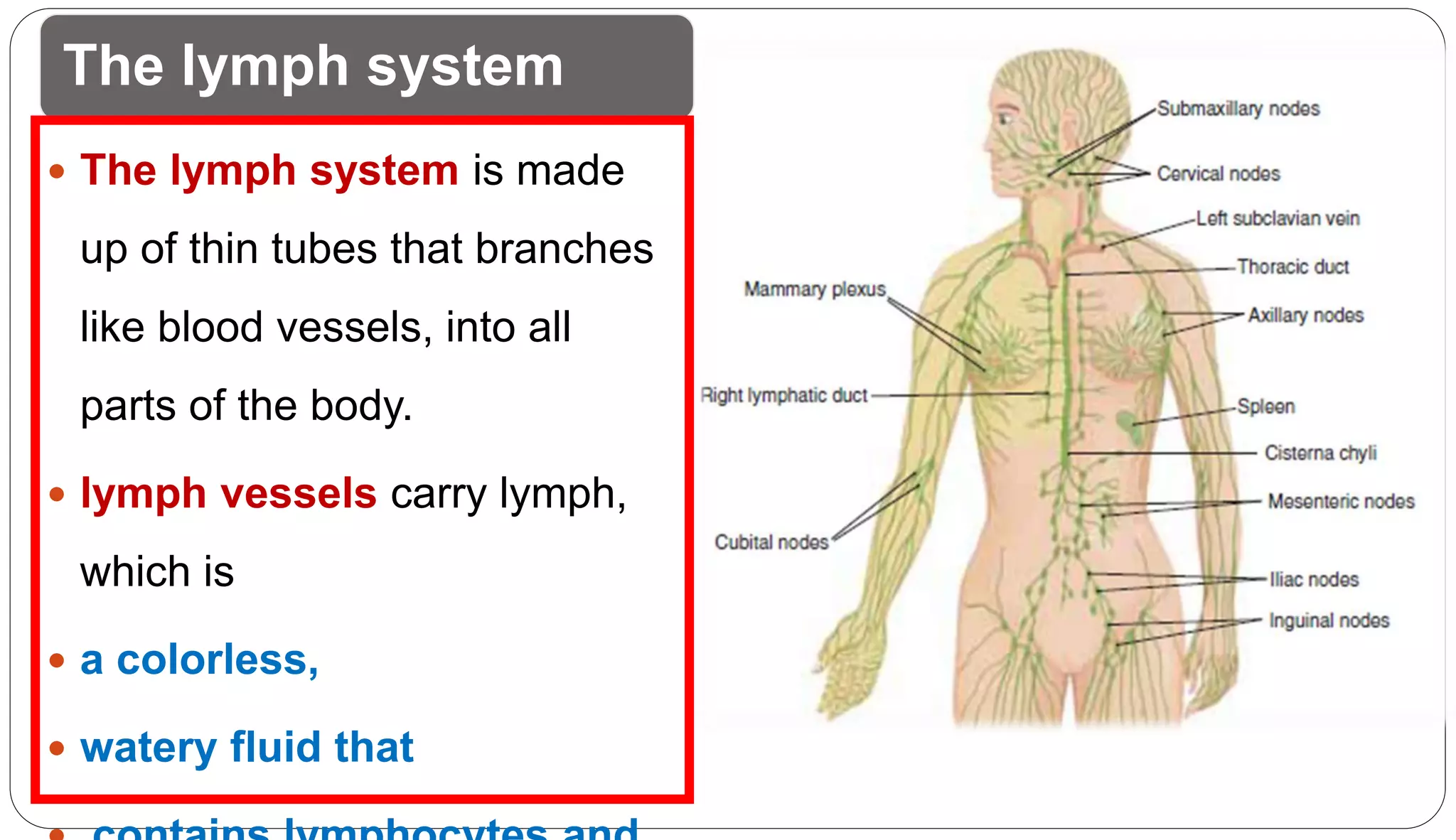 Blood forming organs and Hematopoiesis.ppt