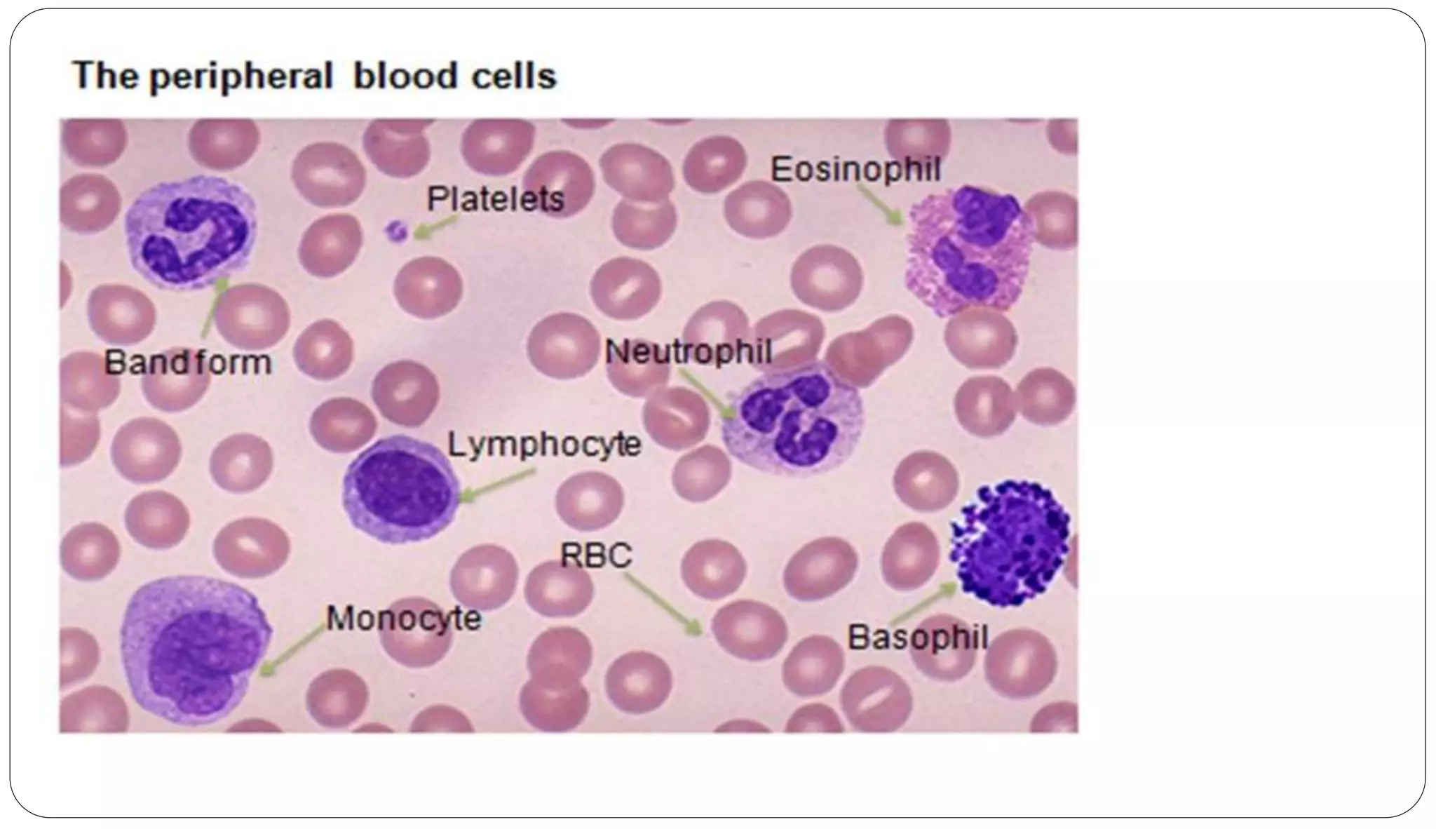 Blood forming organs and Hematopoiesis.ppt
