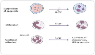 Blood forming organs and Hematopoiesis.ppt