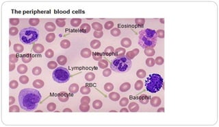Blood forming organs and Hematopoiesis.ppt