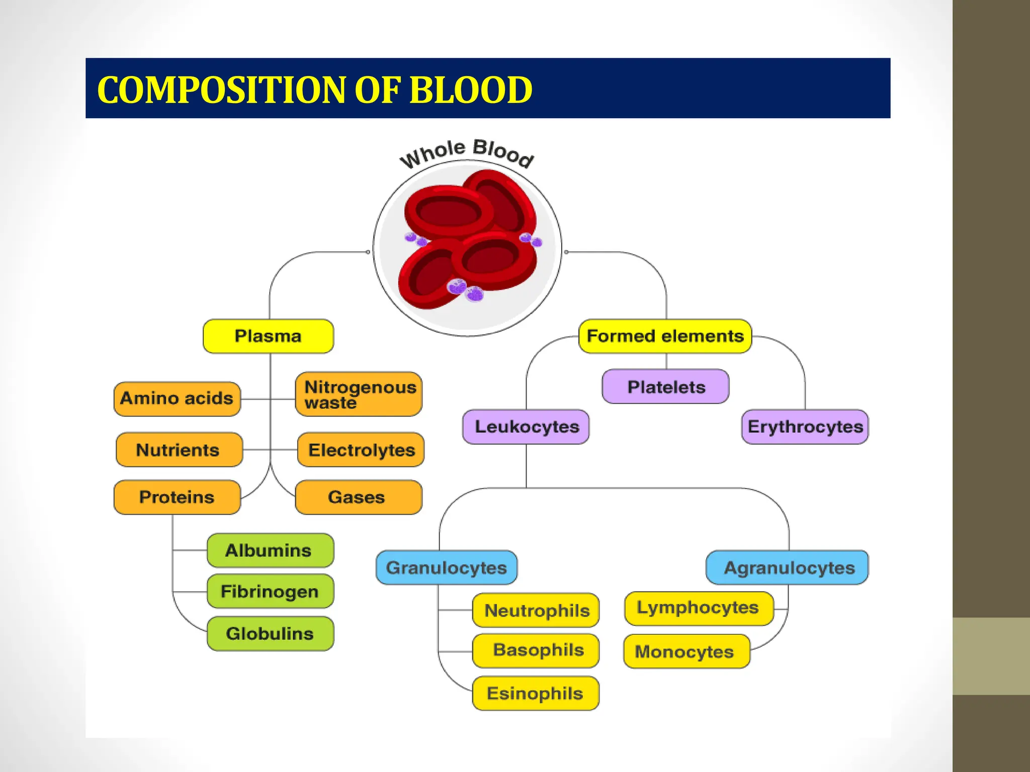 B;LOOD COMPOSITION AND FUNCTIOS AND DIFFERENT FORMED ELEMENTS | PPT