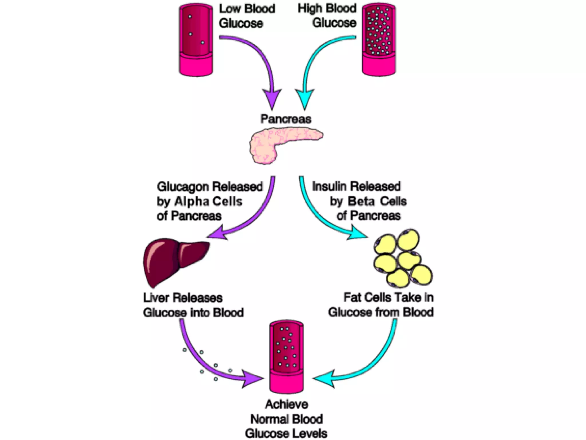 Blood Glucose | PPT