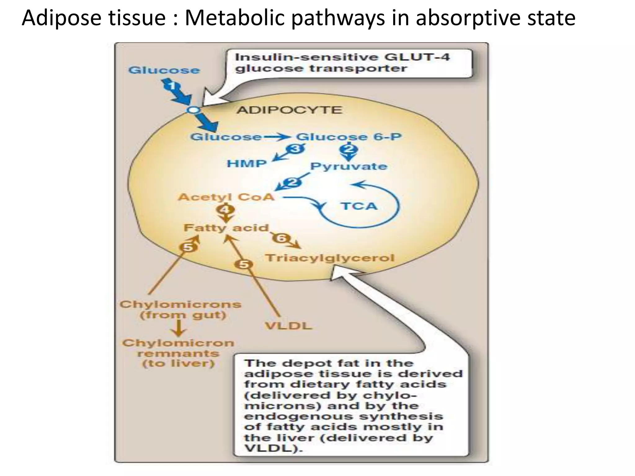 Blood glucose homeostasis | PPTX