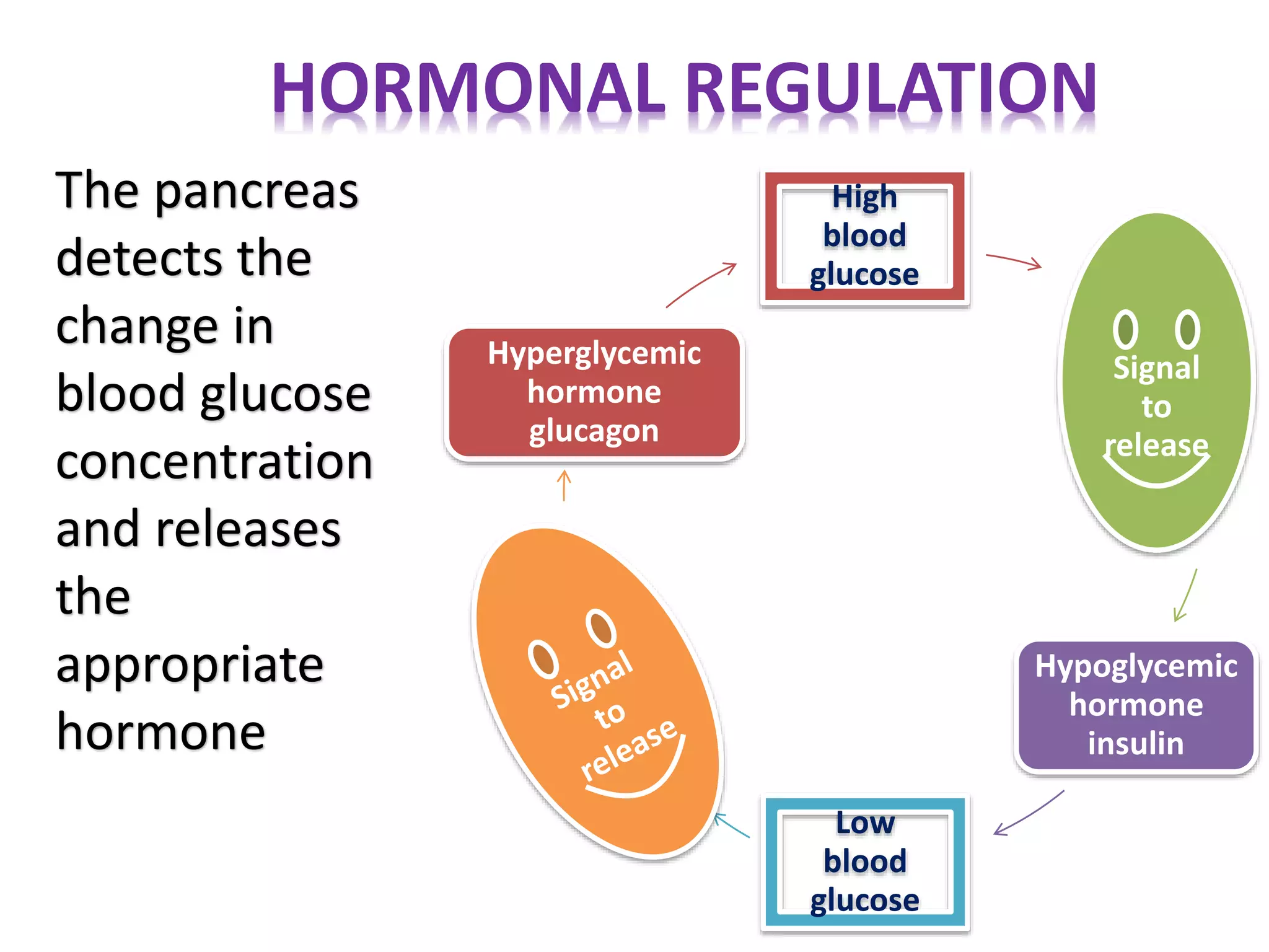 Blood glucose homeostasis | PPTX