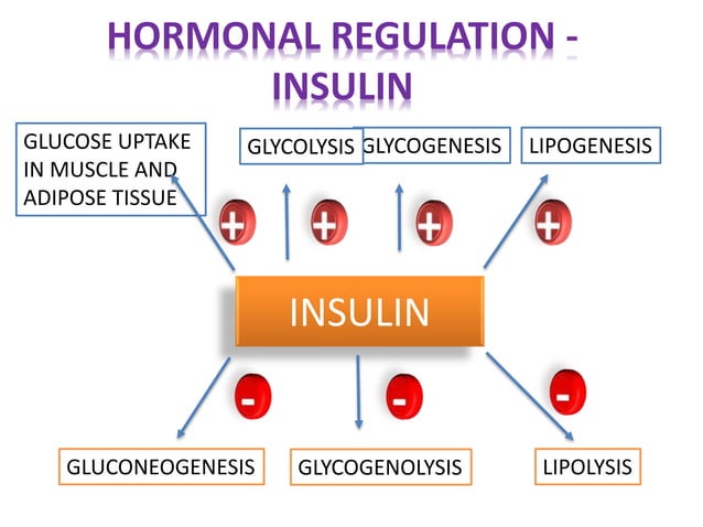 Blood glucose homeostasis | PPTX | Endocrine and Metabolic Diseases ...