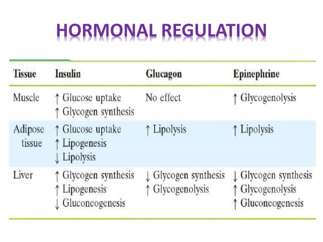 Blood glucose homeostasis | PPTX | Endocrine and Metabolic Diseases ...