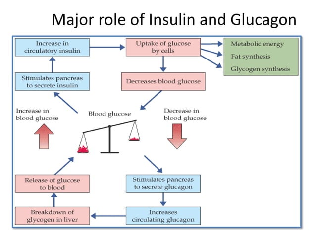 Blood glucose homeostasis | PPTX | Endocrine and Metabolic Diseases ...
