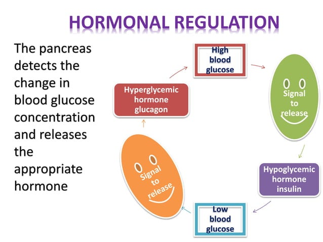 Blood glucose homeostasis | PPT