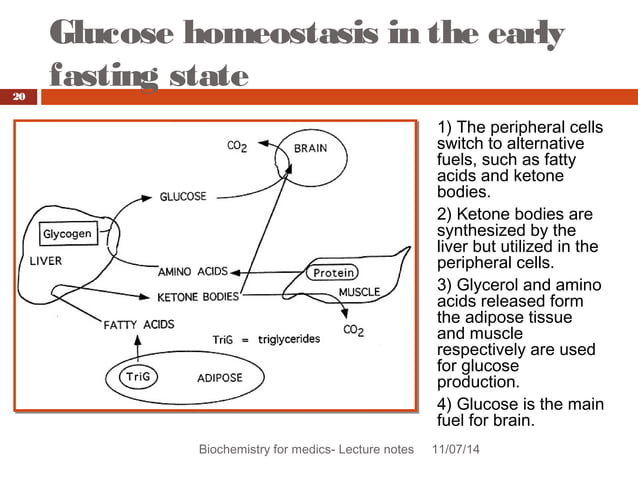 Blood glucose homeostasis revised | PPT