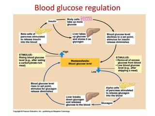 Blood glucose Regulation Dr veerendra | PPTX