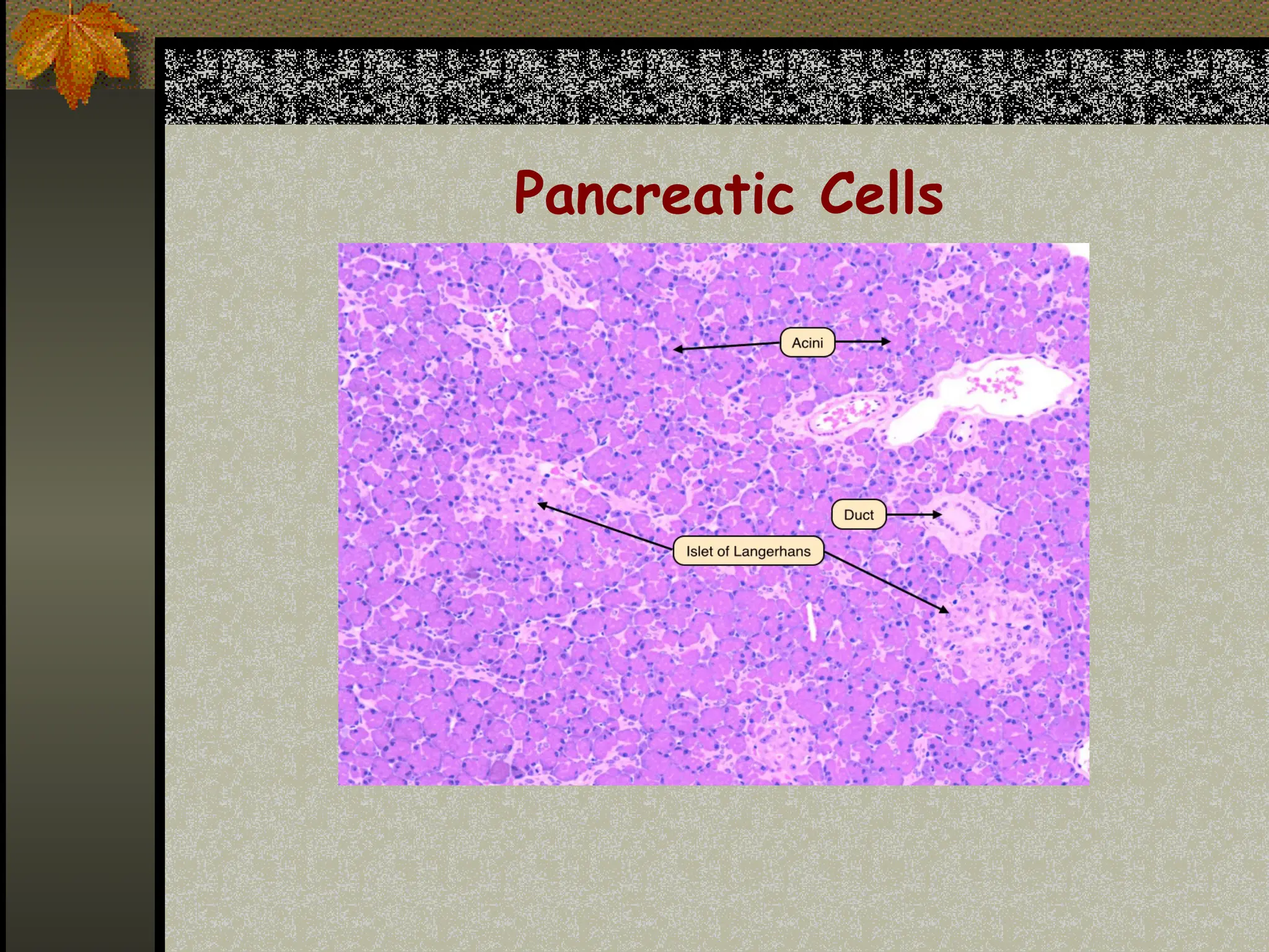 Blood Glu Regulation& its role on health | PPT