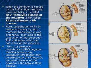 Blood group | PPT