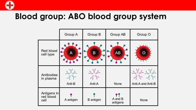Blood group.pdf | Blood Disorders | Diseases and Conditions