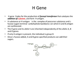 Blood groups and type and immunohematology . PPtx | PPTX | Blood ...