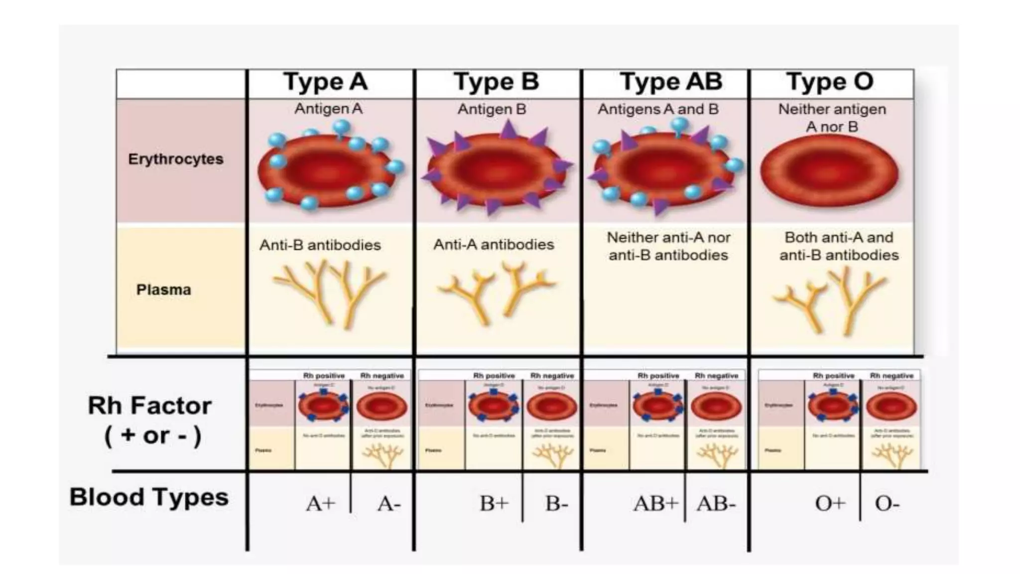 Blood group and typing | PPTX | Blood Disorders | Diseases and Conditions