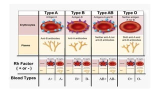 Blood group and typing | PPTX | Blood Disorders | Diseases and Conditions