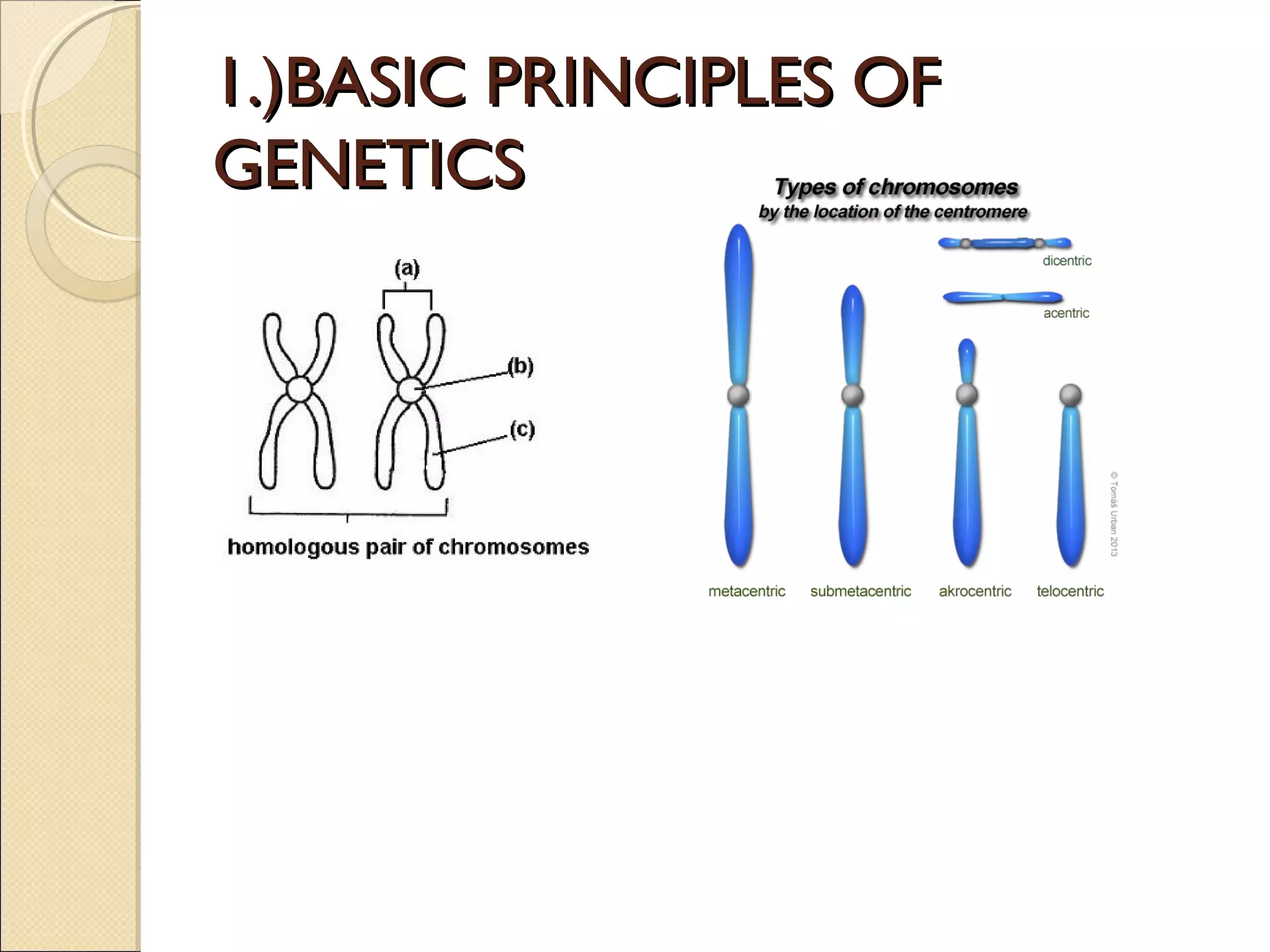 Basics Of Blood group genetics | PPT