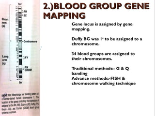 Basics Of Blood group genetics | PPT