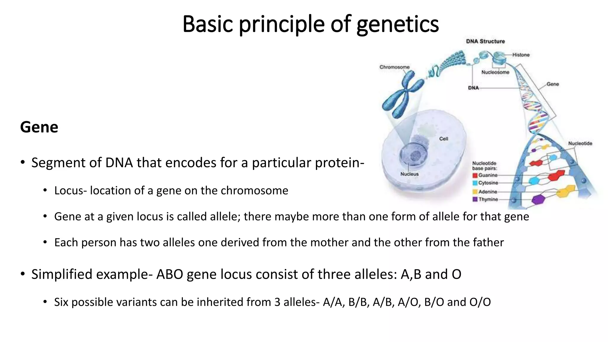 Blood group genetics | PPTX