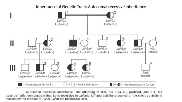 Blood group genetics | PPTX | Blood Disorders | Diseases and Conditions