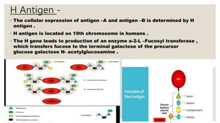 BLOOD GROUPING AND BLOOD TYPING.pptx