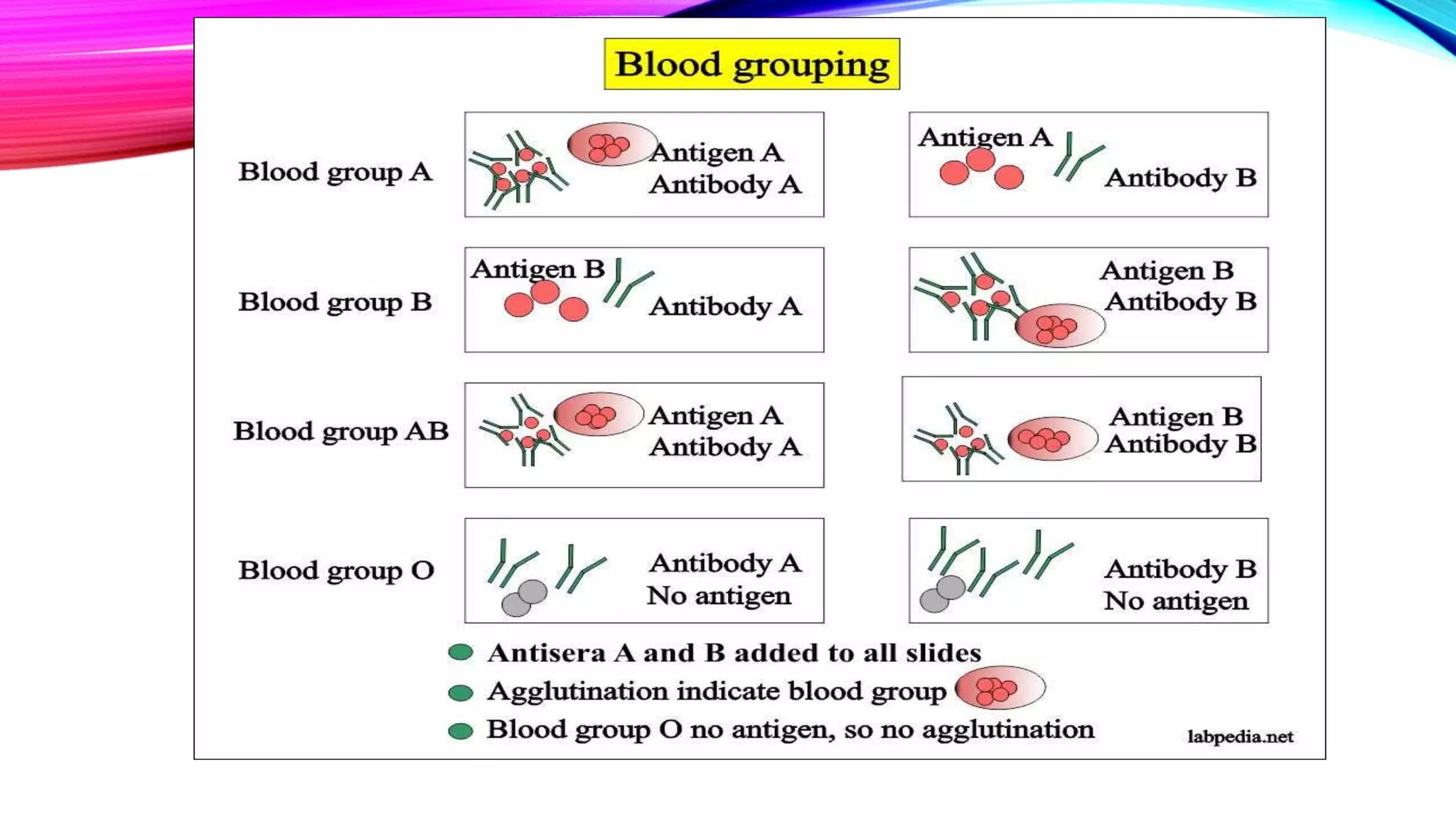 Blood grouping and transfusion reactions.pptx
