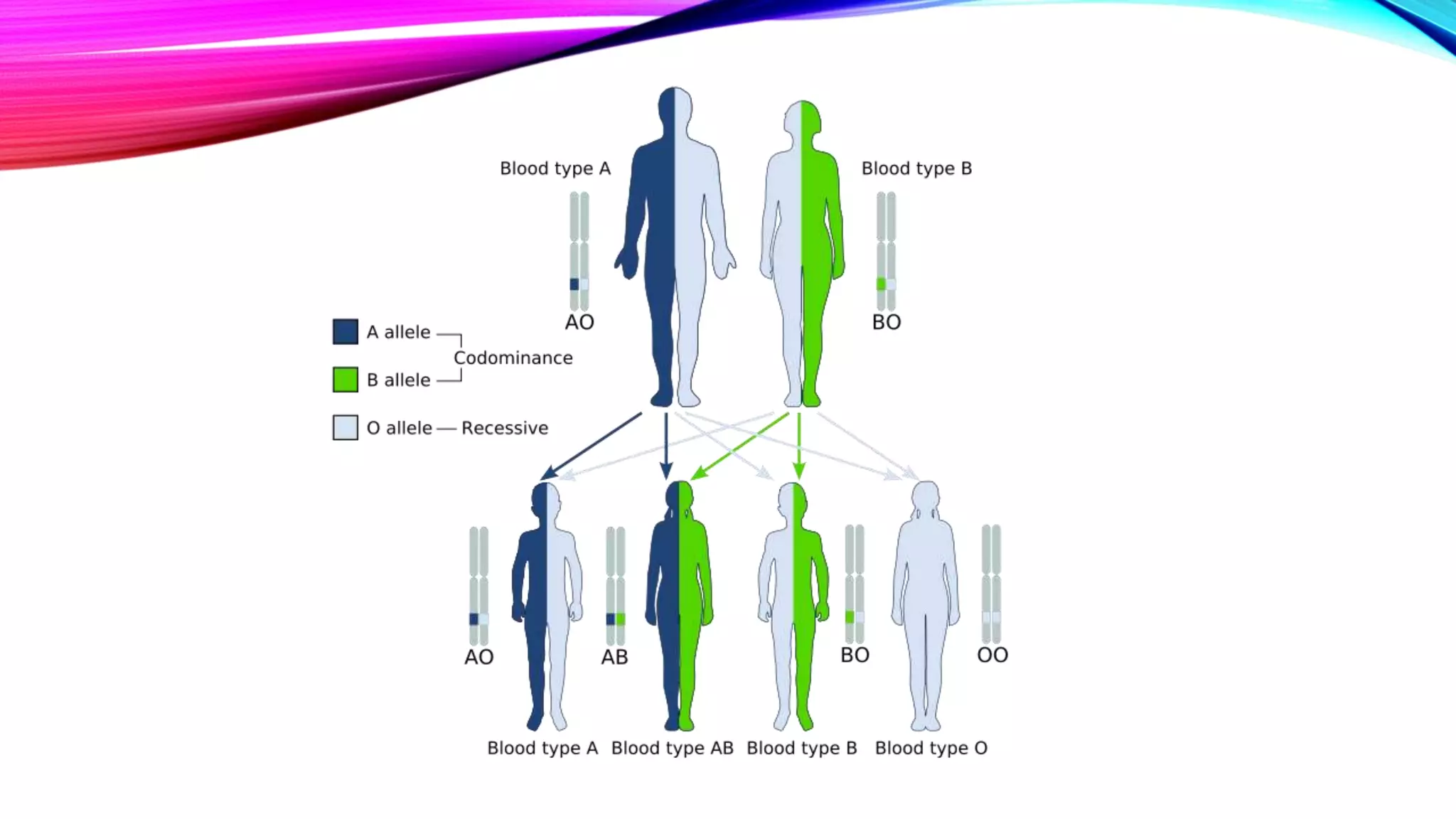 Blood grouping and transfusion reactions.pptx