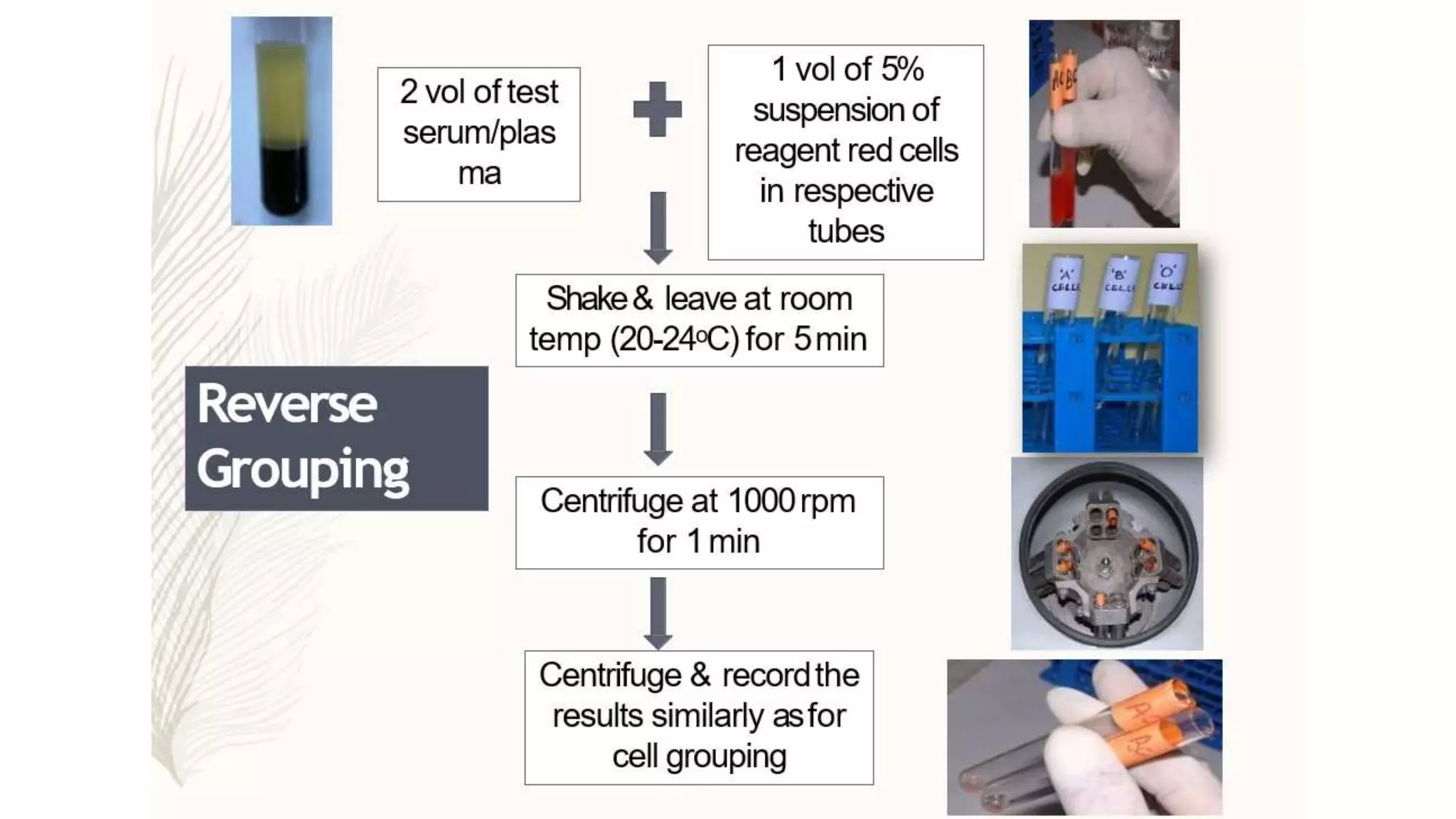 Blood grouping and Cross matching | PPTX