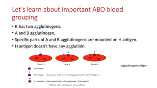 Blood grouping in Humans................. | PPT
