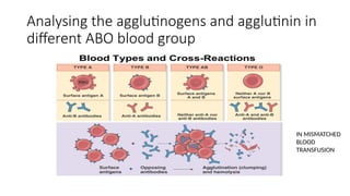 Blood grouping in Humans................. | PPT