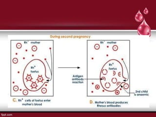 Blood groups ppt | PPTX